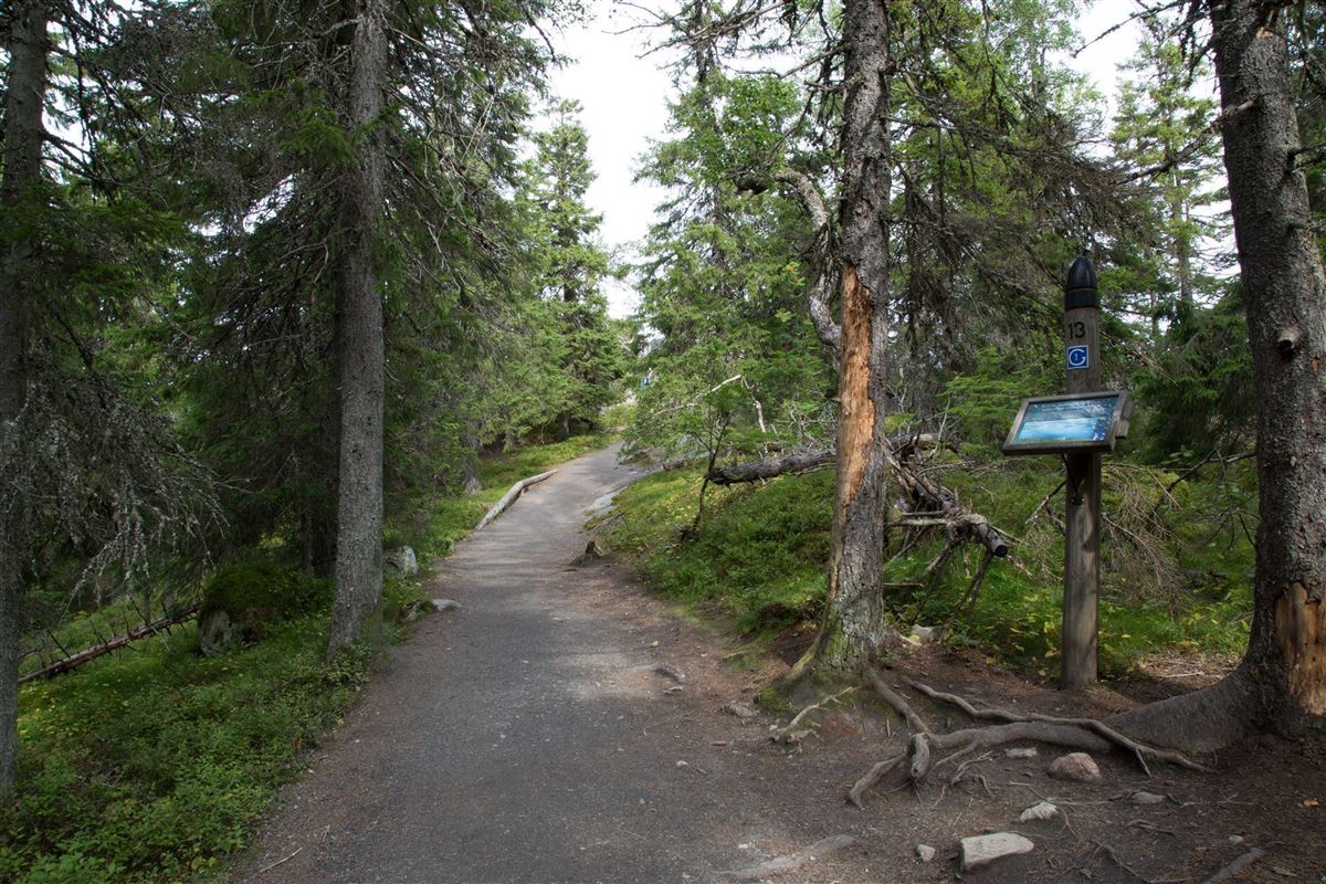 Rundreisen.de - Finnland - Aussichtsberg Koli