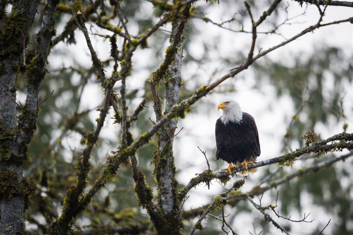 Rundreisen.de - Kanada - Brackendale Eagles Provincial Park