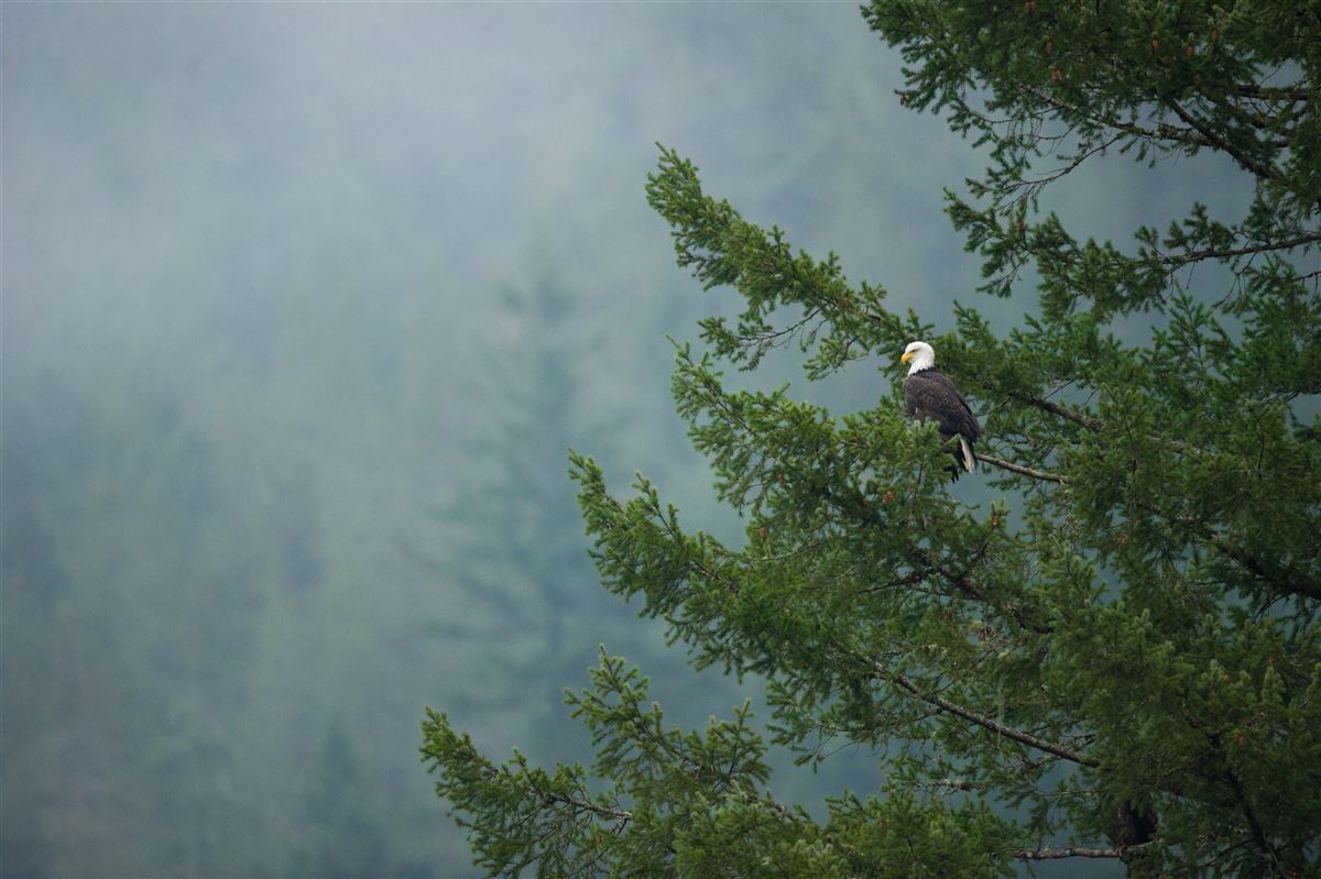 Rundreisen.de - Kanada - Brackendale Eagles Provincial Park