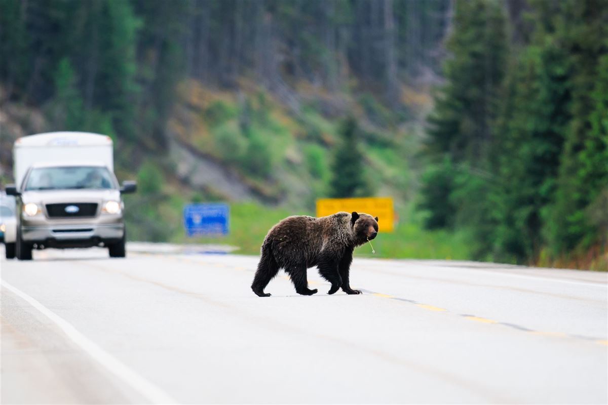 Rundreisen.de - Kanada - Yellowhead Highway