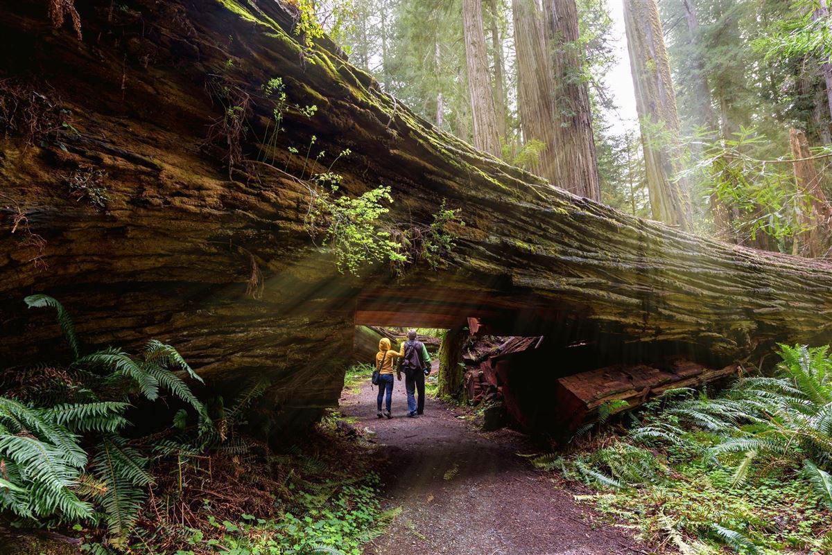Rundreisen.de - USA - Redwood Nationalpark