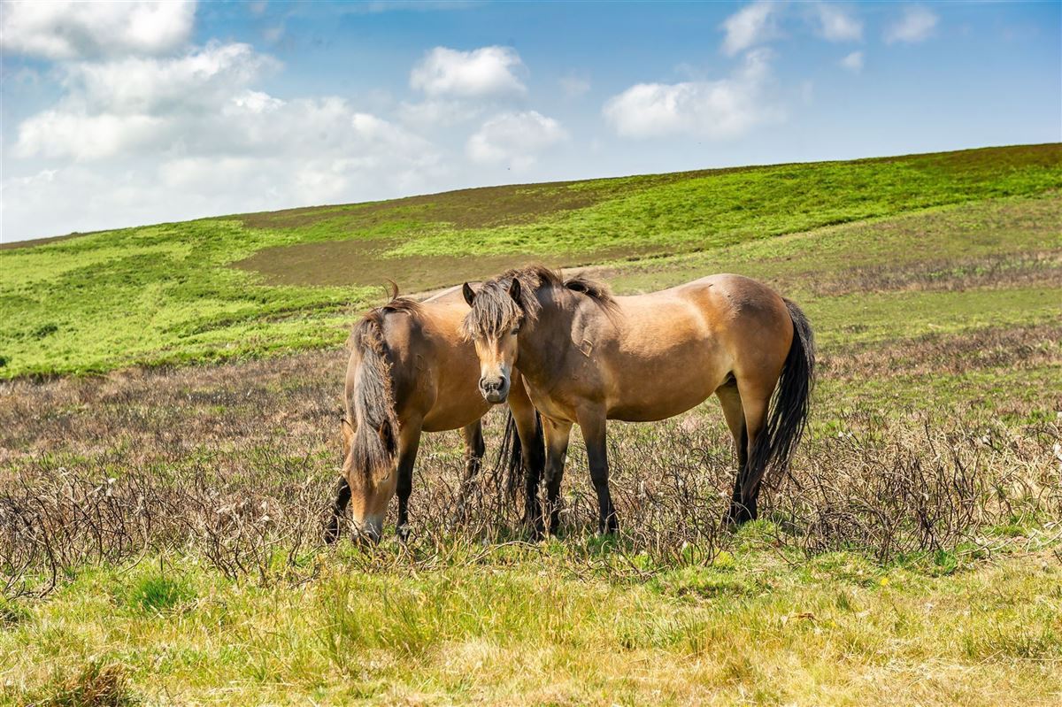 Rundreisen.de - England - Exmoor Nationalpark