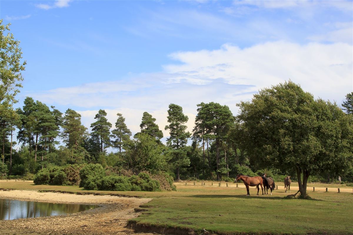 Rundreisen.de - England - New Forest Nationalpark