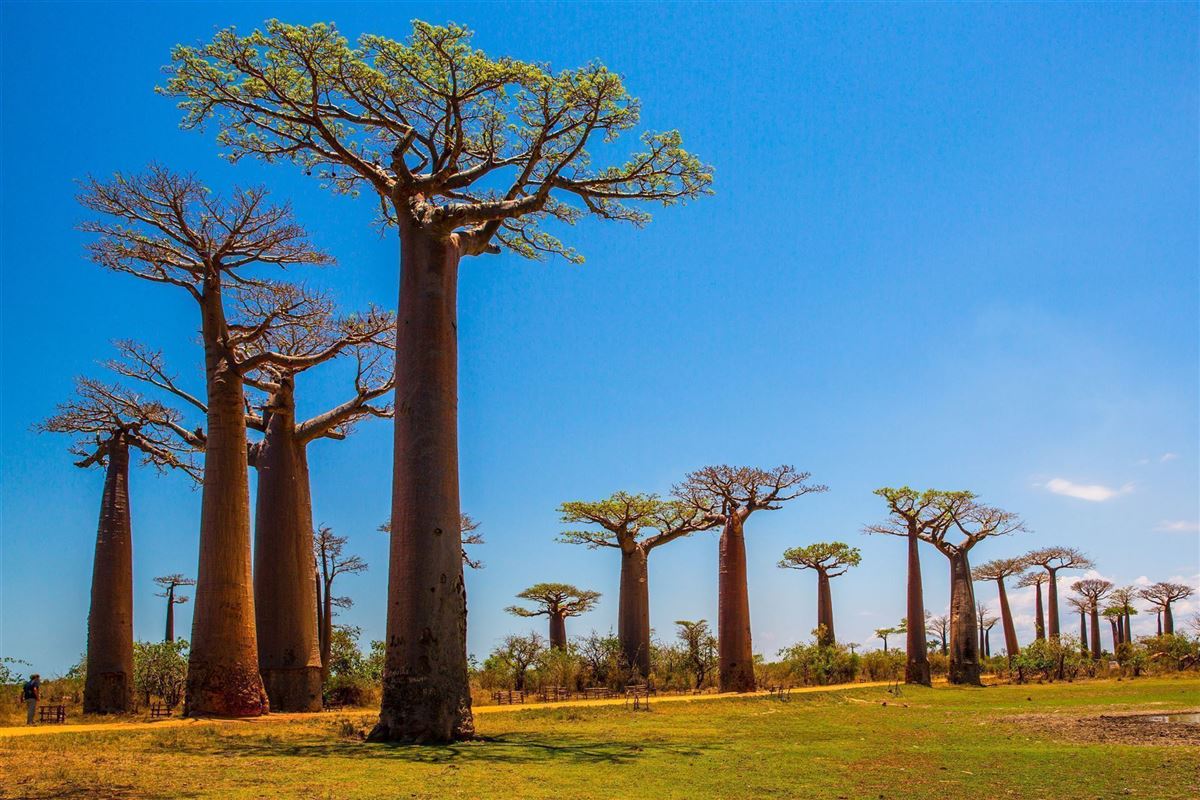 Rundreisen.de - Madagaskar - Aktiv unterwegs im Land der Baobabs