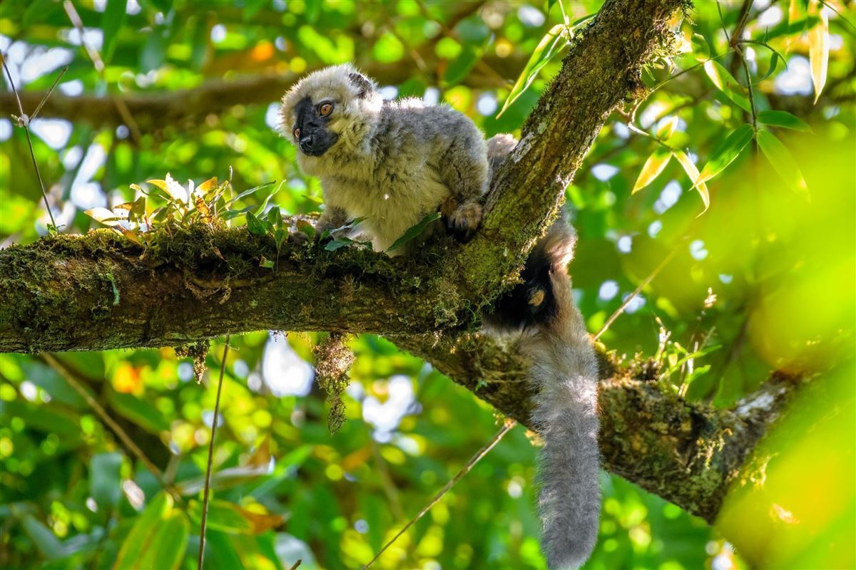Rundreisen.de - Madagaskar - Ranomafana Nationalpark