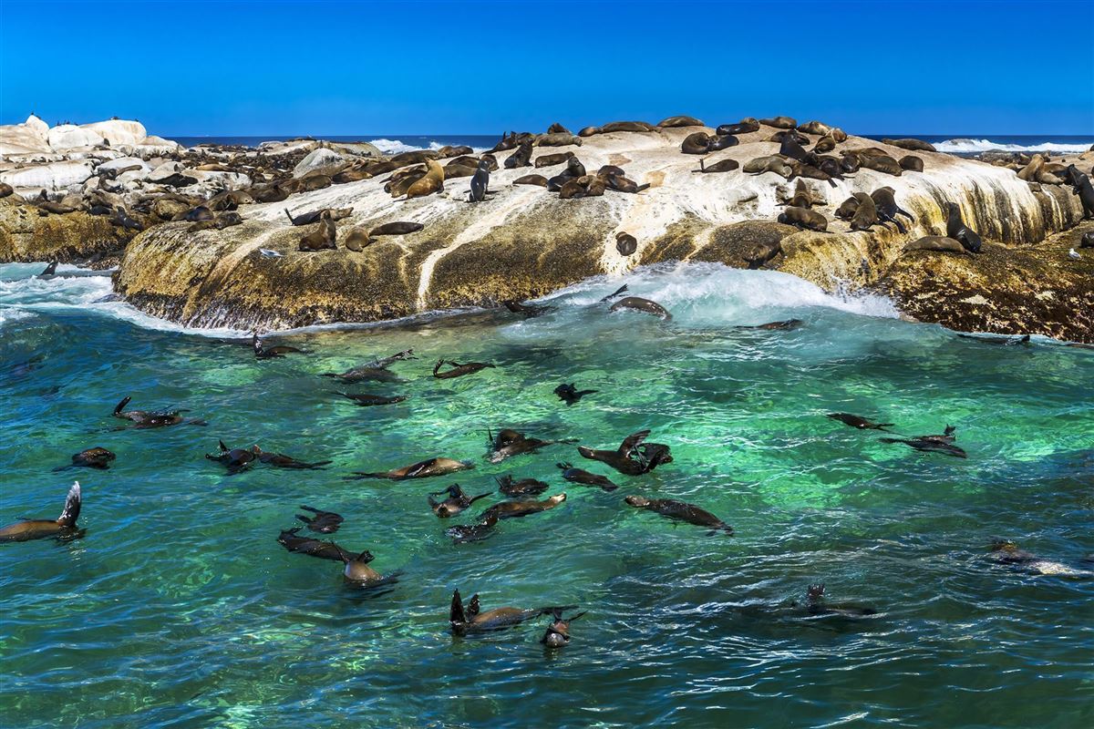 Rundreisen.de - Südafrika - Duiker Island