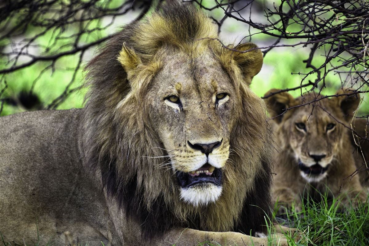 Rundreisen.de - Botswana - Moremi Nationalpark