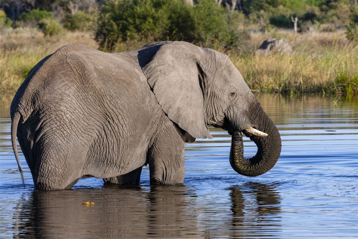 Rundreisen.de - Botswana - Entdecken Sie das Tierparadies!