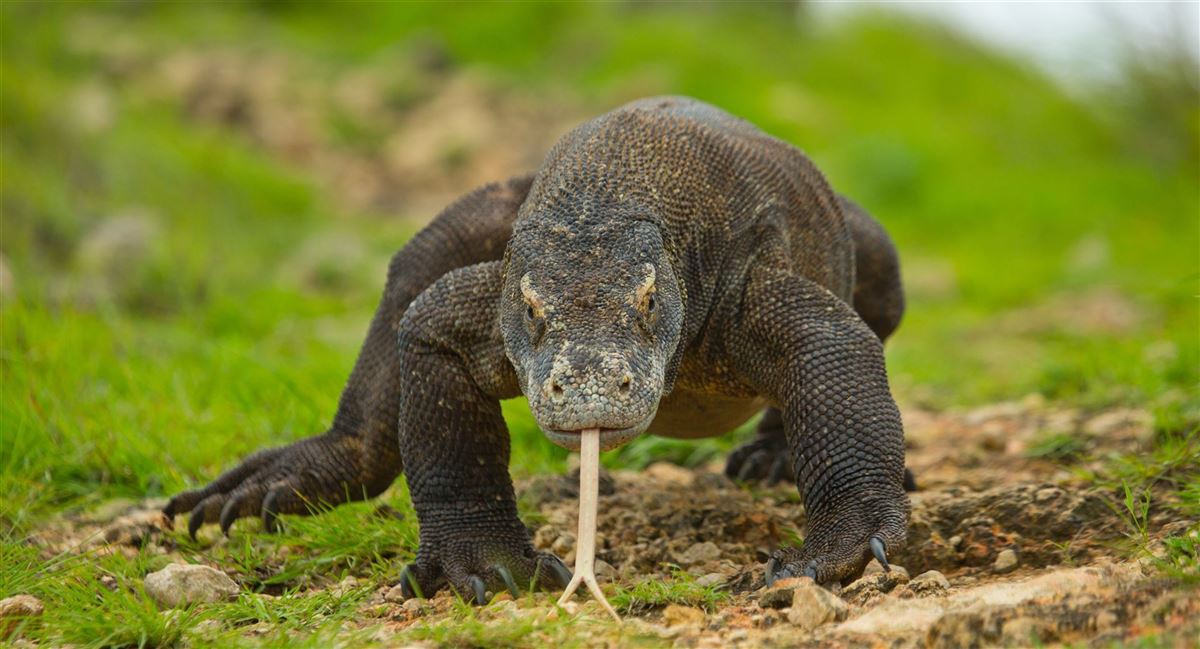 Rundreisen.de - Indonesien - Komodo Nationalpark