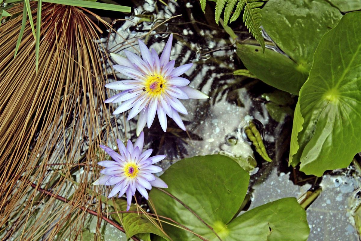 Rundreisen.de - Uganda - Berggorillas und Schimpansen