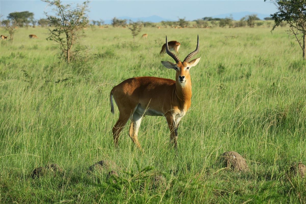 Rundreisen.de - Uganda - Berggorillas und Schimpansen